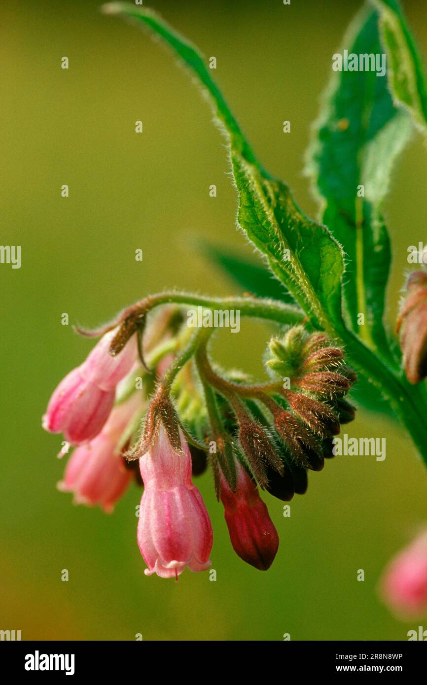 Common comfrey (Symphytum officinale Stock Photo - Alamy