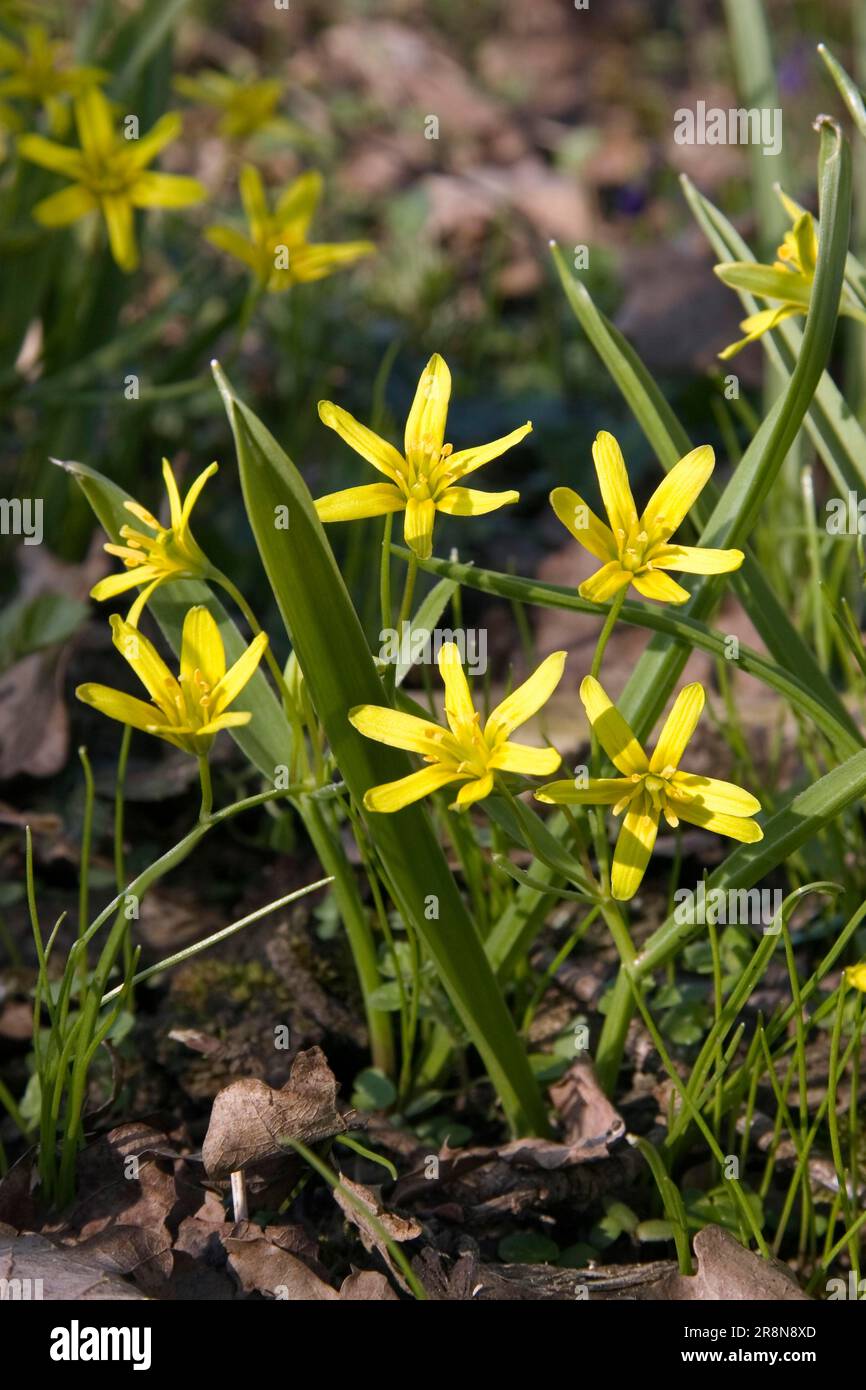 Yellow star-of-Bethlehem (Gagea pratensis), meadow gold star, meadow ...