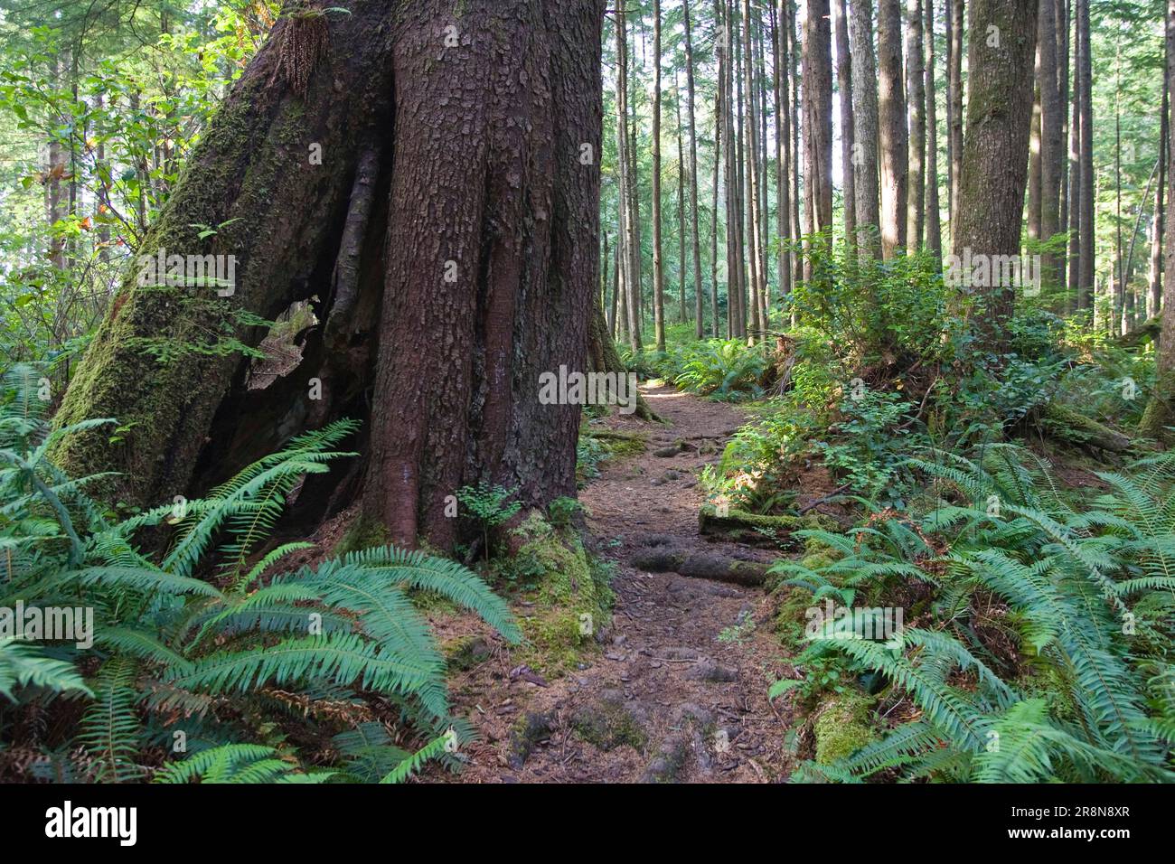 Hiking trail on the coast La Push, temperate rain forest, Hoh Rain ...