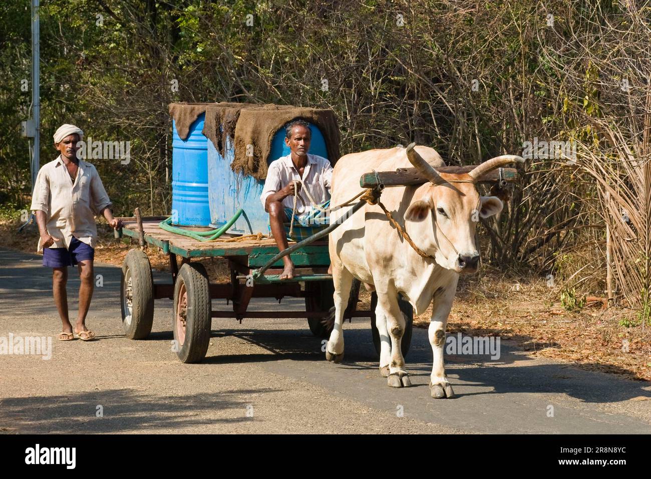 Bullock cart, Chennai, Tamil Nadu, Zebu, Zebu cattle, Bullock cart ...