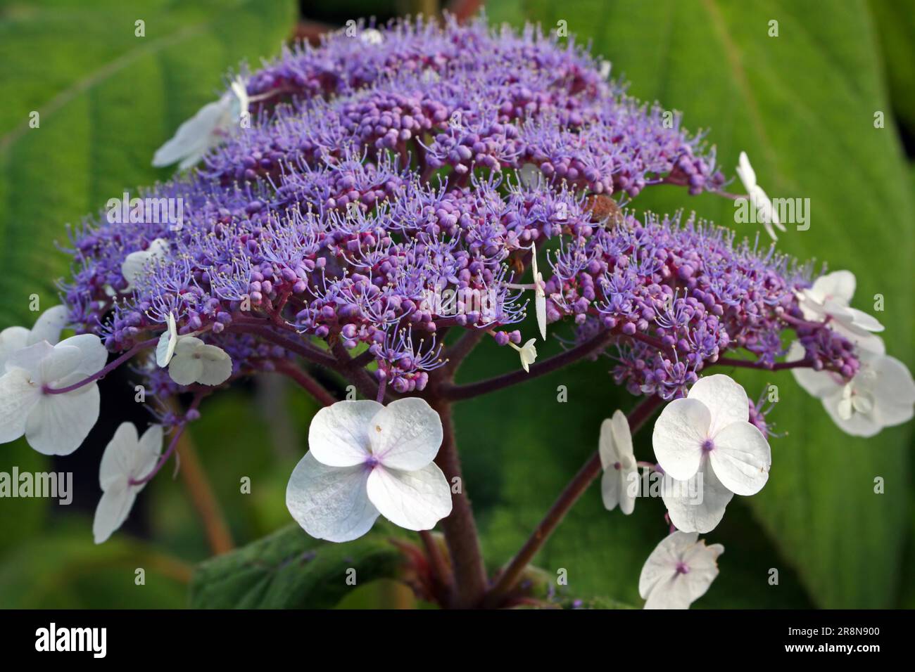 Hydrangea aspera hi-res stock photography and images - Alamy