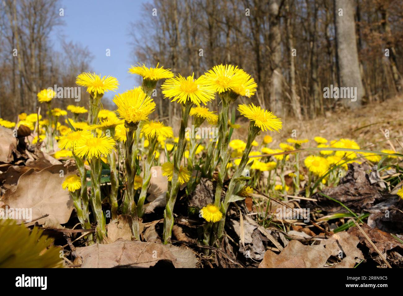 Coltsfoot (Tussilago farfara), Bavaria, Germany Stock Photo - Alamy