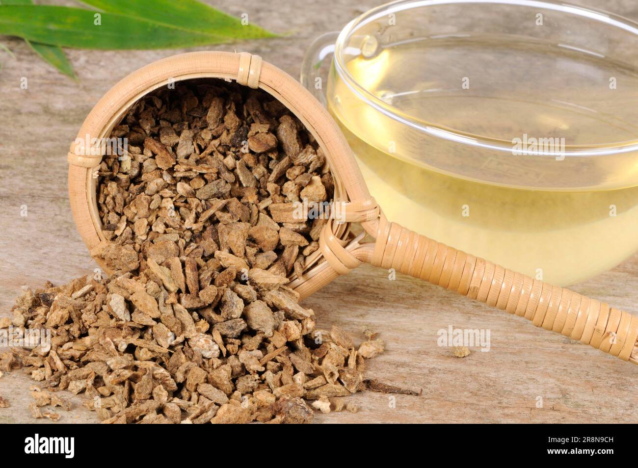 Cup of Himalayan Chardroot Tea (Aucklandiae Radix), Mu Xiang, Himalayan ...