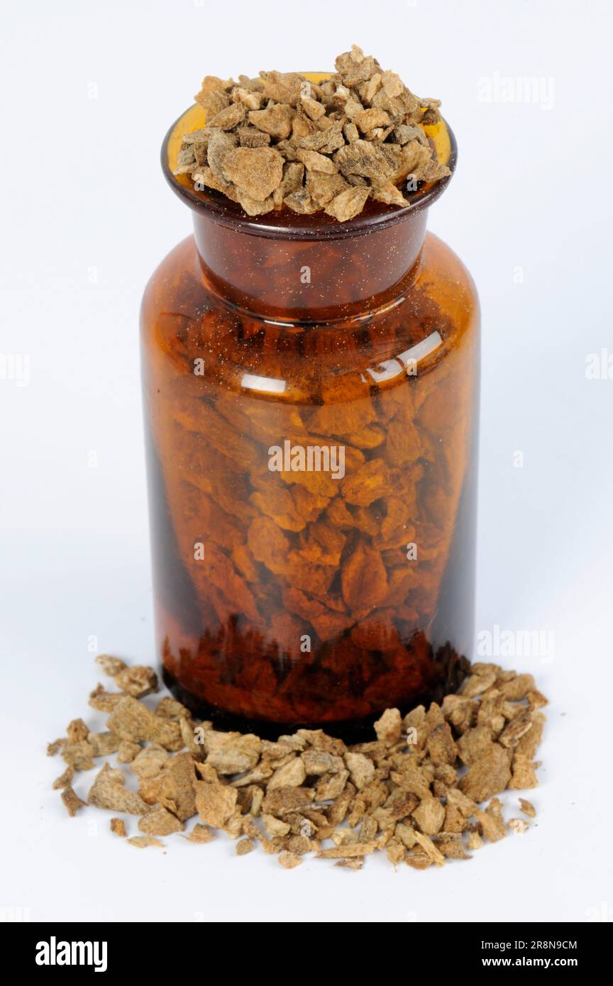 Himalayan embossed root (Aucklandiae Radix), Mu Xiang, cutout, object ...