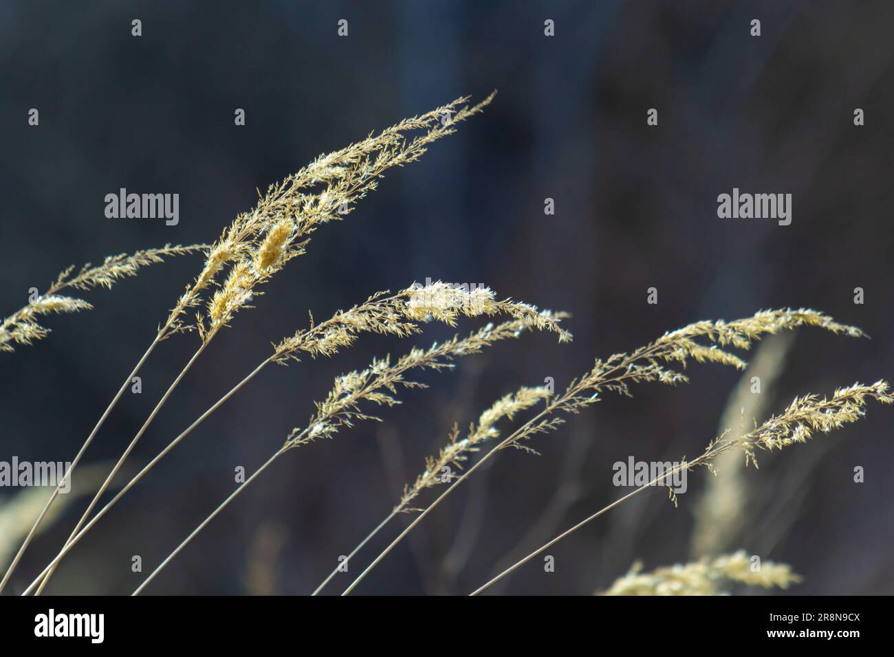 Calamagrostis epigejos bushgrass. Wood small-reed grass in field ...