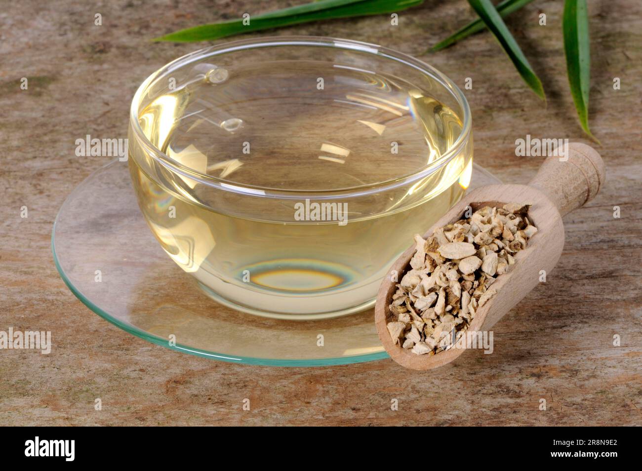Cup hypoglaucose Collett Yam rootstock rhizome tea (Dioscoreae ...