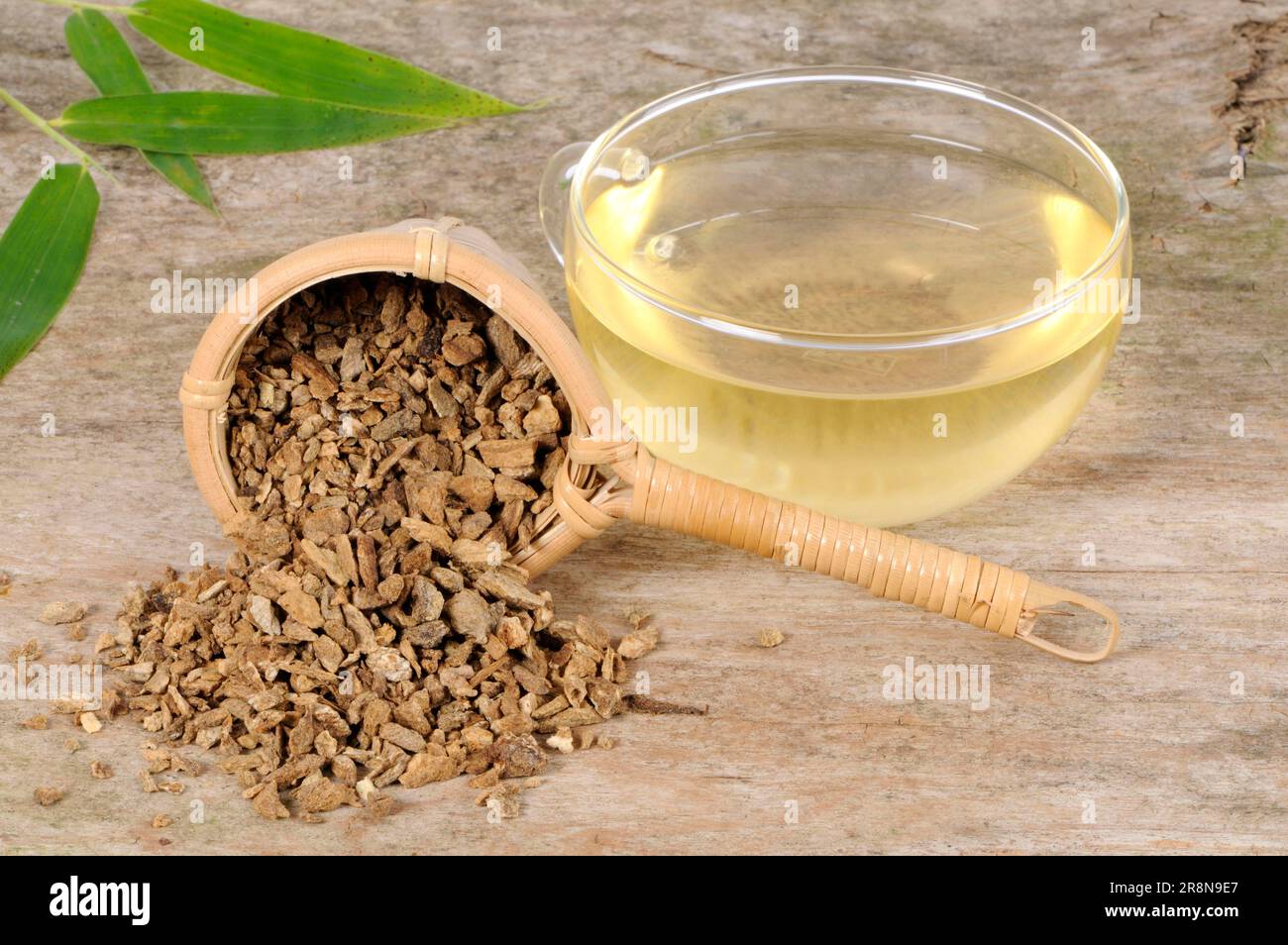 Cup of Himalayan Chardroot Tea (Aucklandiae Radix), Mu Xiang, Himalayan ...