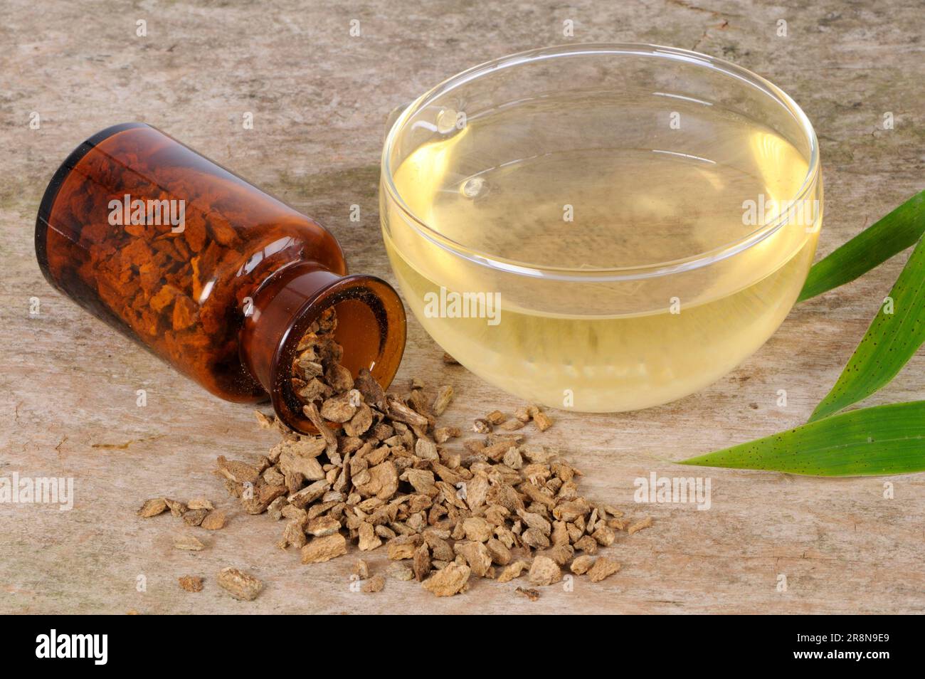 Cup of Himalayan Chardroot Tea (Aucklandiae Radix), Mu Xiang, Himalayan ...