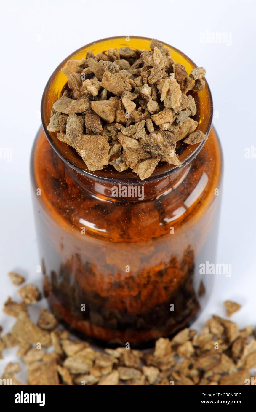 Saussurea costus hi-res stock photography and images - Alamy