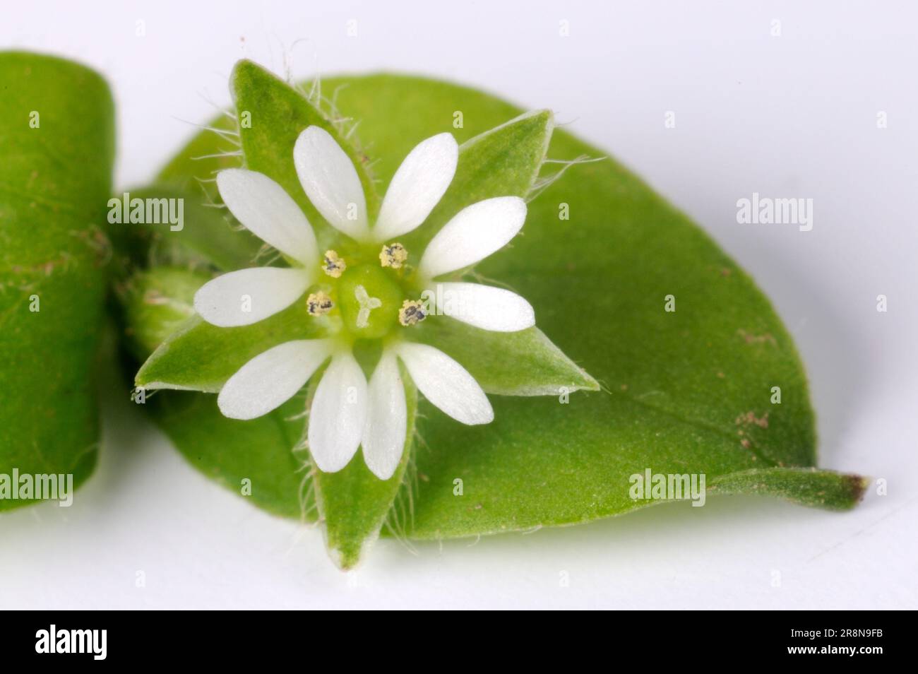Common Common chickweed (Stellaria media), stitchwort Stock Photo - Alamy