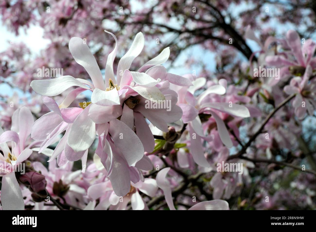 Magnolia 'Leonard Messel' (Magnolia x loebneri Kache Stock Photo - Alamy