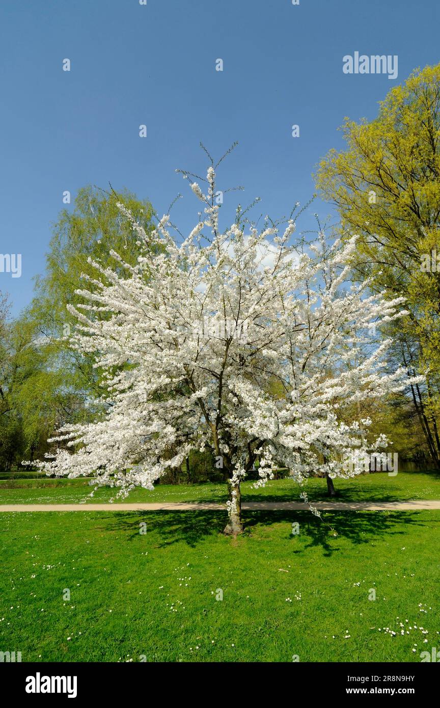 Tokyo cherry (Prunus x yedoensis x yedoensis), Japanese May cherry ...