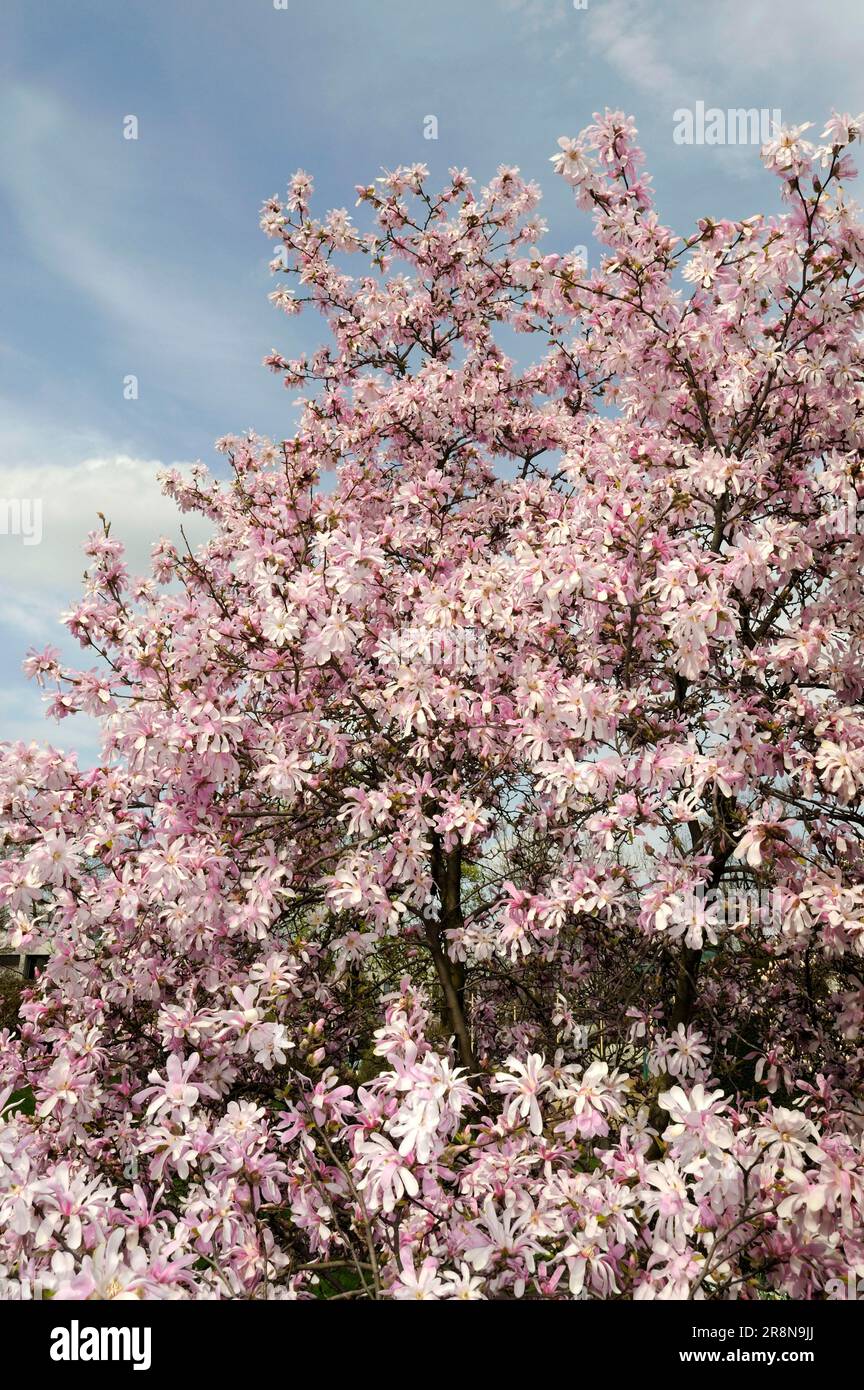 Magnolia x loebneri kache hi-res stock photography and images - Alamy