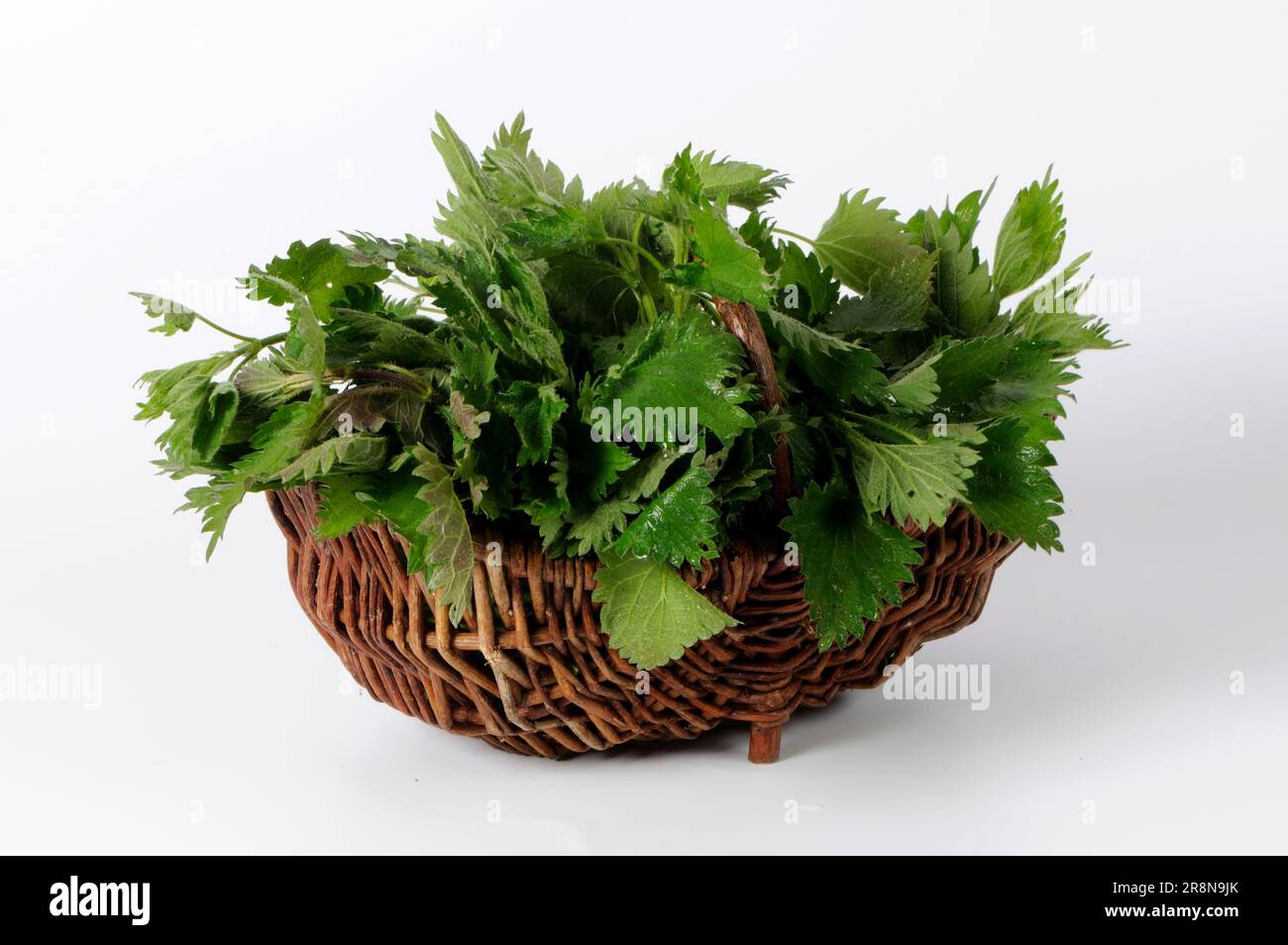 Stinging nettle in basket (Urtica dioica Stock Photo - Alamy
