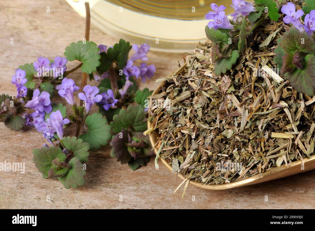 Gundermann, dried, Ivy Gundermann (Glechoma hederacea), Gundelrebe ...