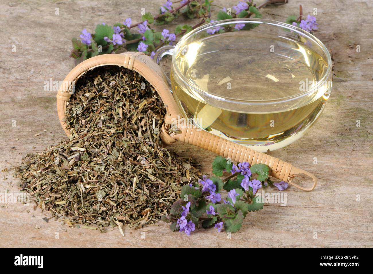 Cup of ground ivy ground ivy (Glechoma hederacea), ground ivy, ground ...