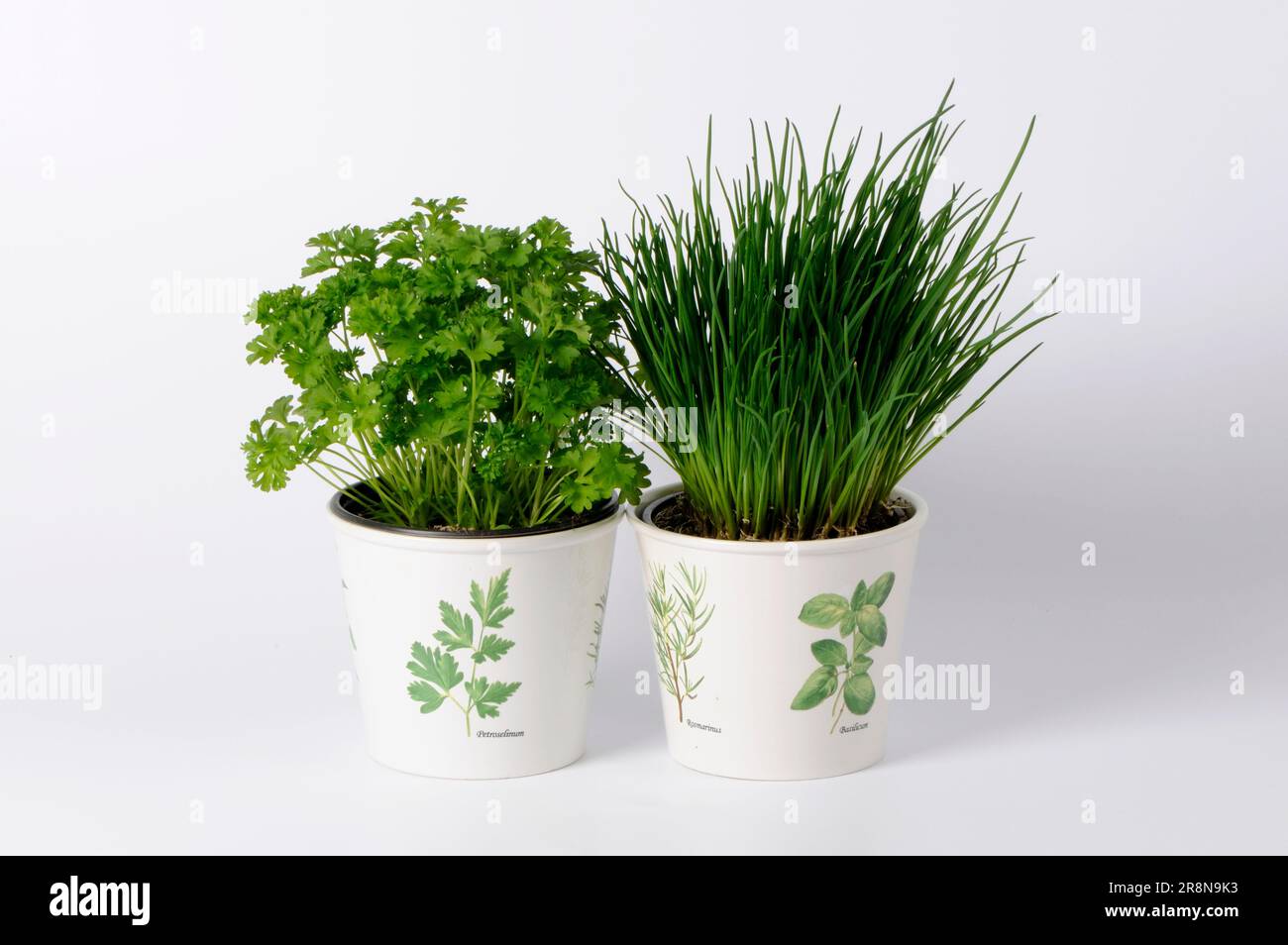 Parsley (Levisticum officinale) and chives (Allium schoenoprasum Stock ...