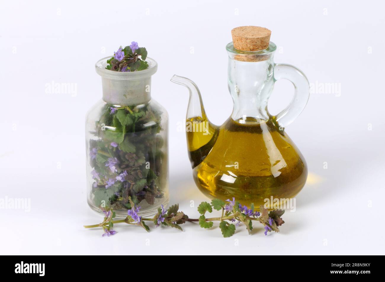 Gundermann plant hi-res stock photography and images - Alamy