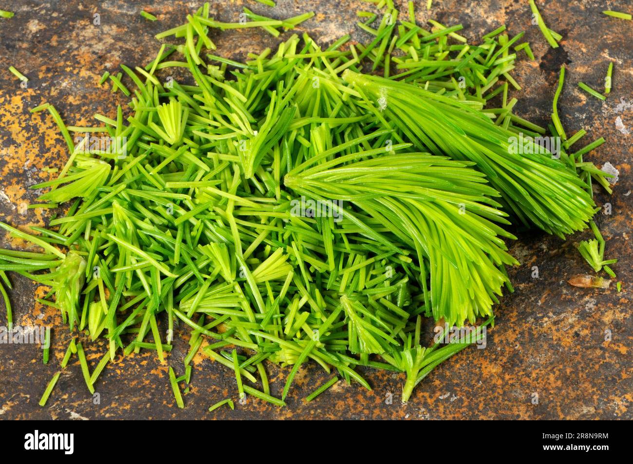 European spruce (Picea abies), fresh tips, spruce tips Stock Photo - Alamy