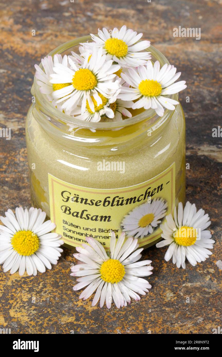 Common daisy ointment (Bellis perennis), daisy ointment, daisy balm ...