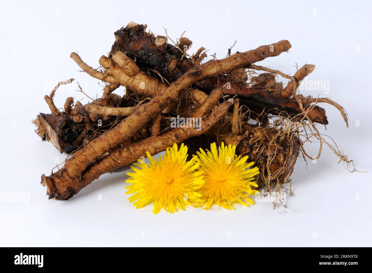 (Dandelion Root) (Taraxacum vulgare) (Taraxacum officinale Stock Photo ...