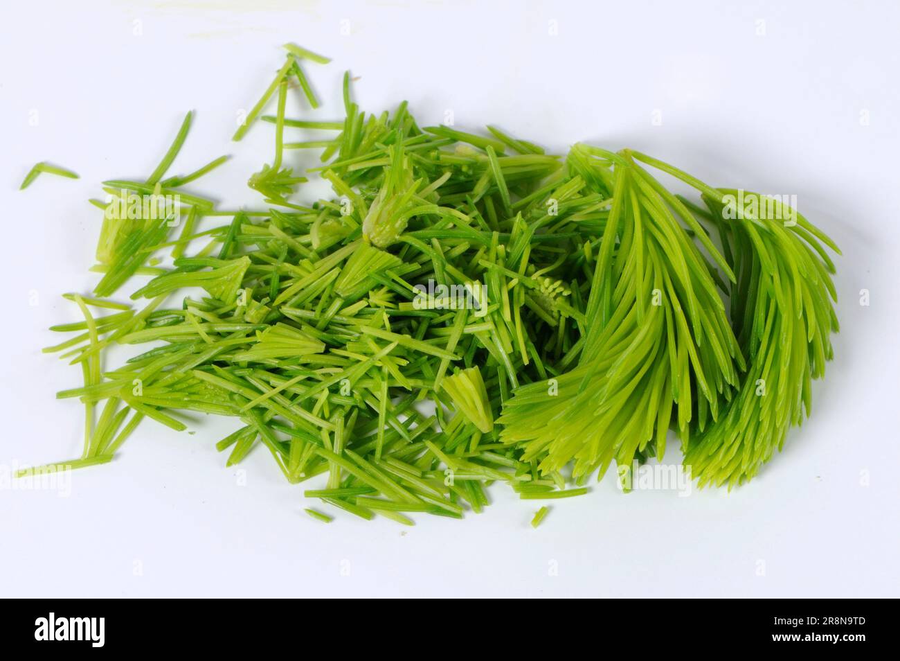 European spruce (Picea abies), fresh tips, spruce tips Stock Photo - Alamy