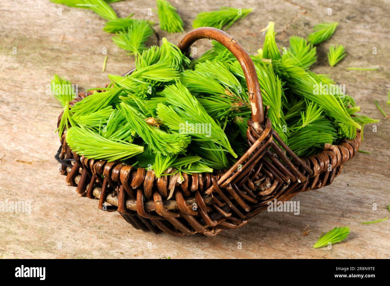 European spruce (Picea abies), fresh tips, spruce tips, basket Stock ...