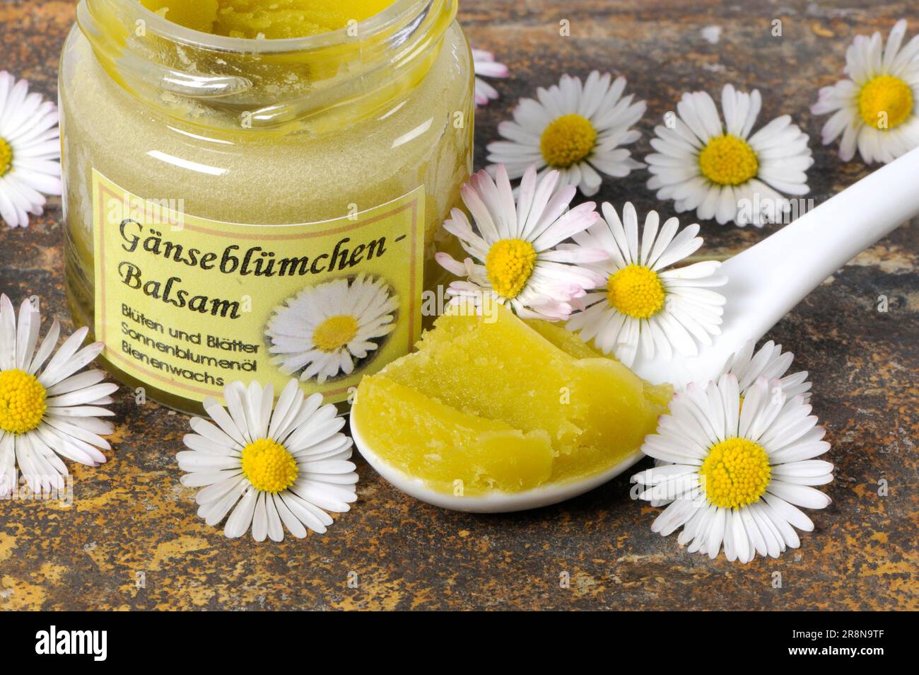 Common daisy ointment (Bellis perennis), daisy ointment, daisy balm ...