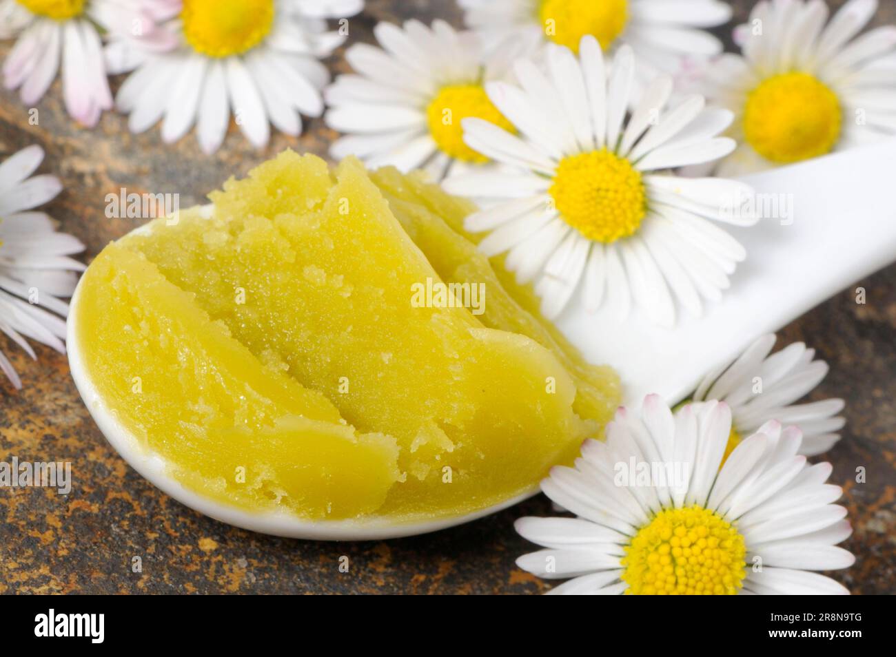 Common daisy ointment (Bellis perennis), daisy ointment, daisy balm ...