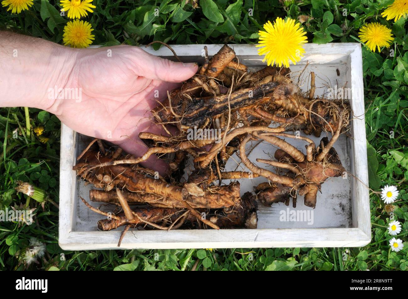 (Taraxacum vulgare) Dandelion root (Taraxacum officinale Stock Photo ...