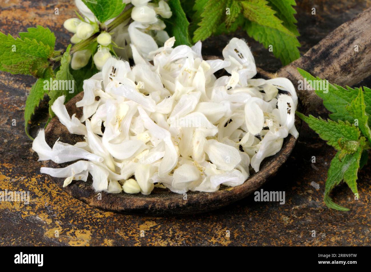 Album flowers hi-res stock photography and images - Alamy