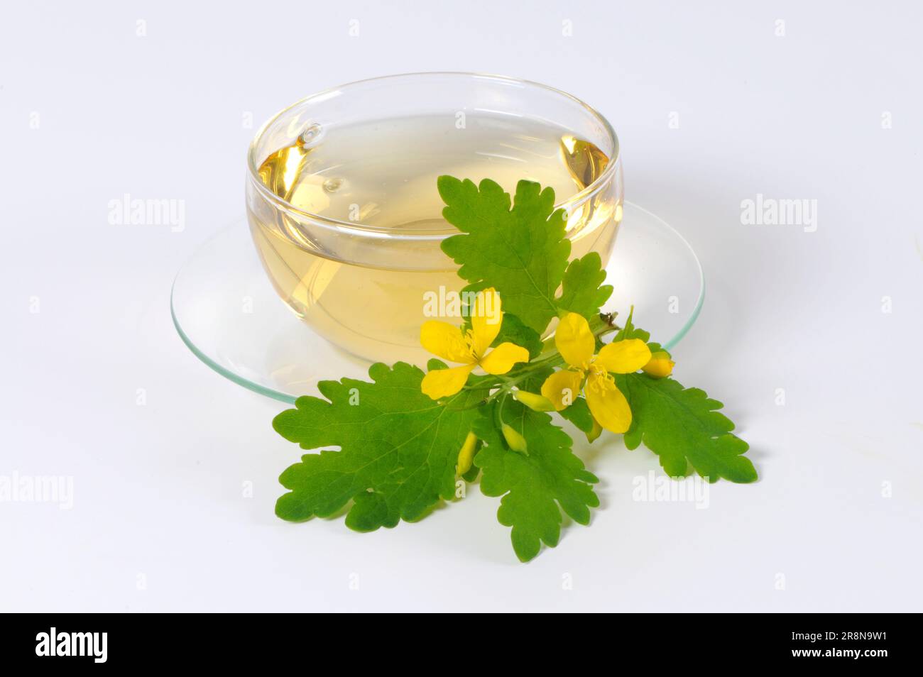 Cup of celandine tea (Chelidonium majus majus), celandine tea Stock ...