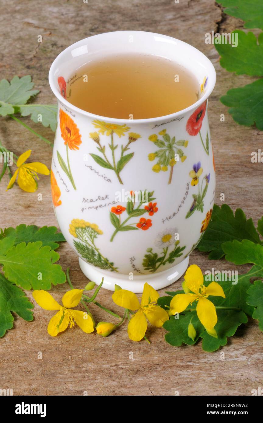 Cup of celandine tea (Chelidonium majus majus), celandine tea Stock ...