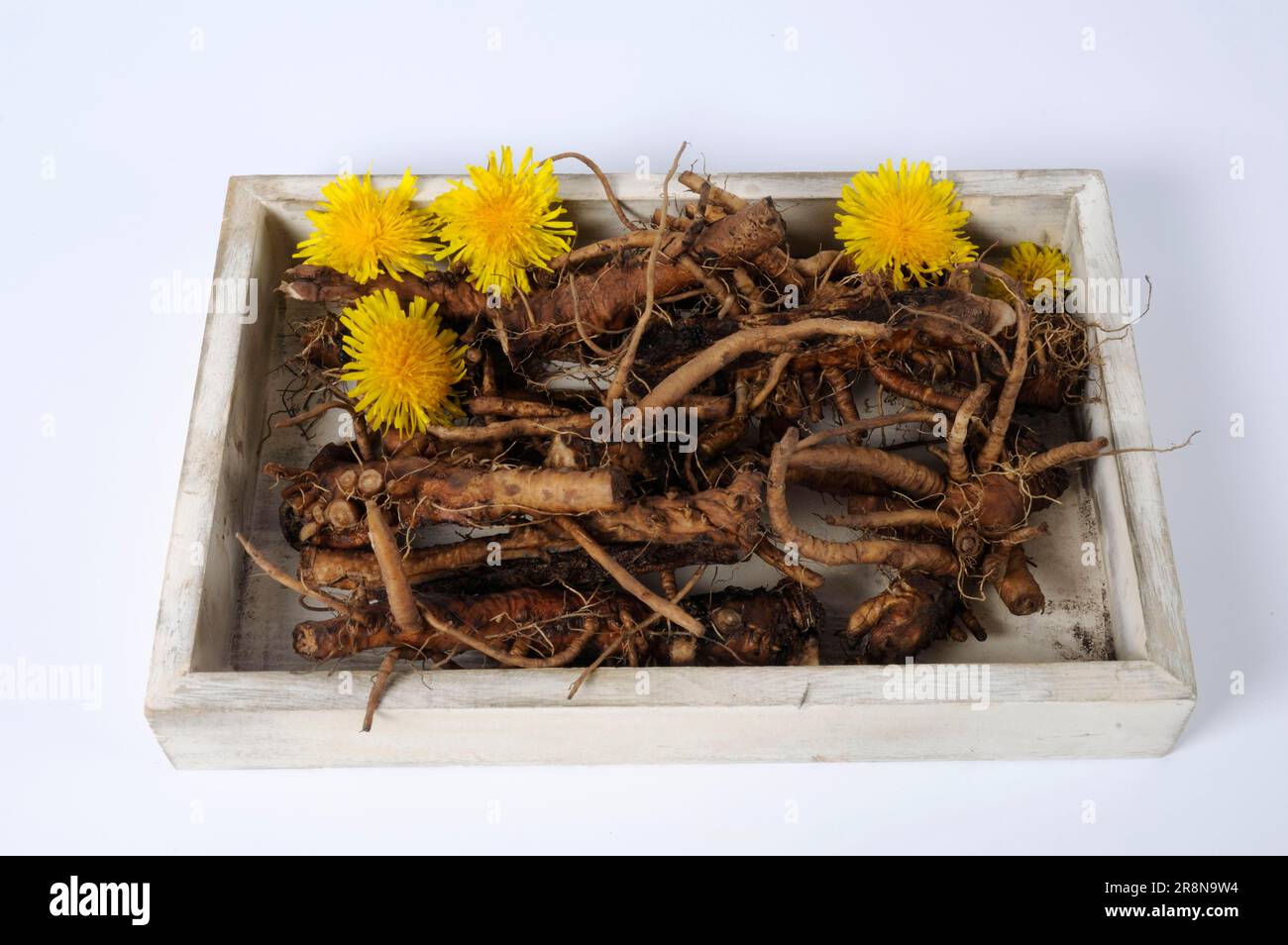 (Dandelion Root) (Taraxacum vulgare) (Taraxacum officinale Stock Photo ...