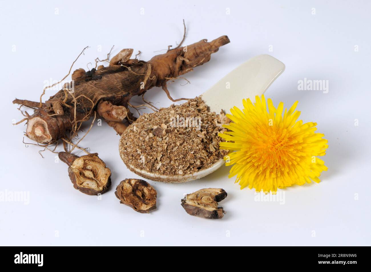 Ground (Dandelion Root) (Taraxacum vulgare) (Taraxacum officinale Stock ...