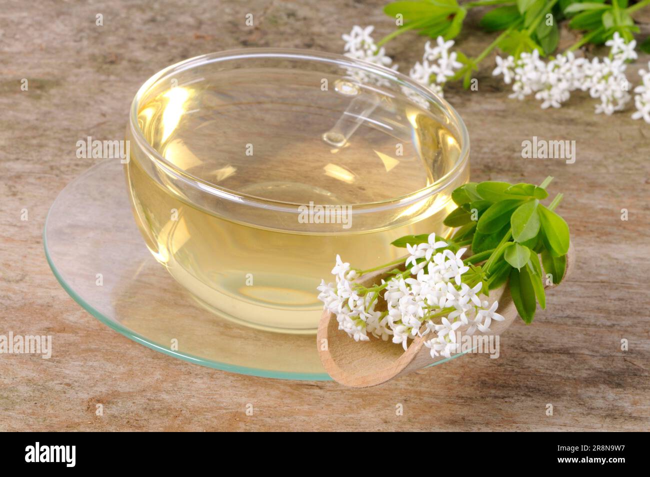 Cup of woodruff tea (Asperula odorata) (Galium odoratum), fragrant ...