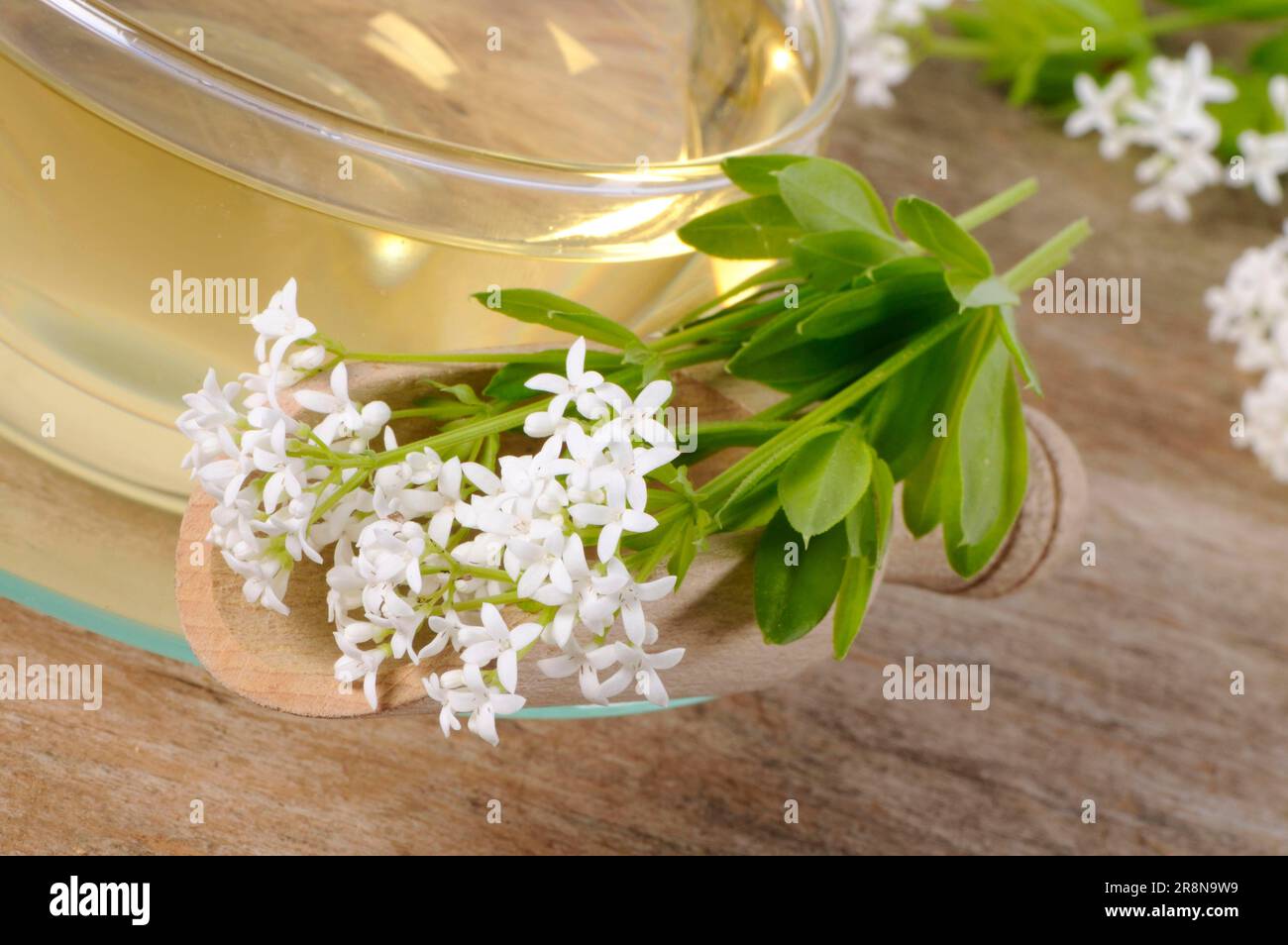Cup of woodruff tea (Asperula odorata) (Galium odoratum), fragrant ...