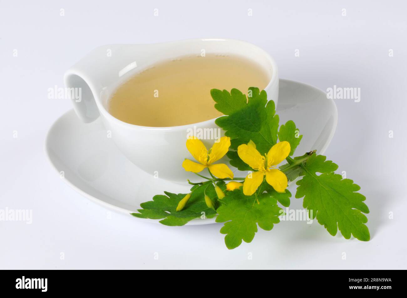 Cup of celandine tea (Chelidonium majus majus), celandine tea Stock ...