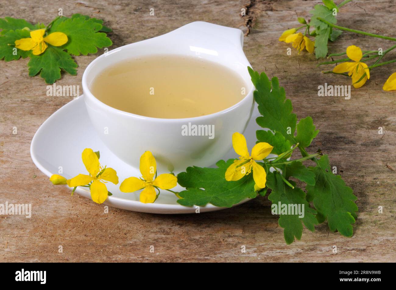 Cup of celandine tea (Chelidonium majus majus), celandine tea Stock ...