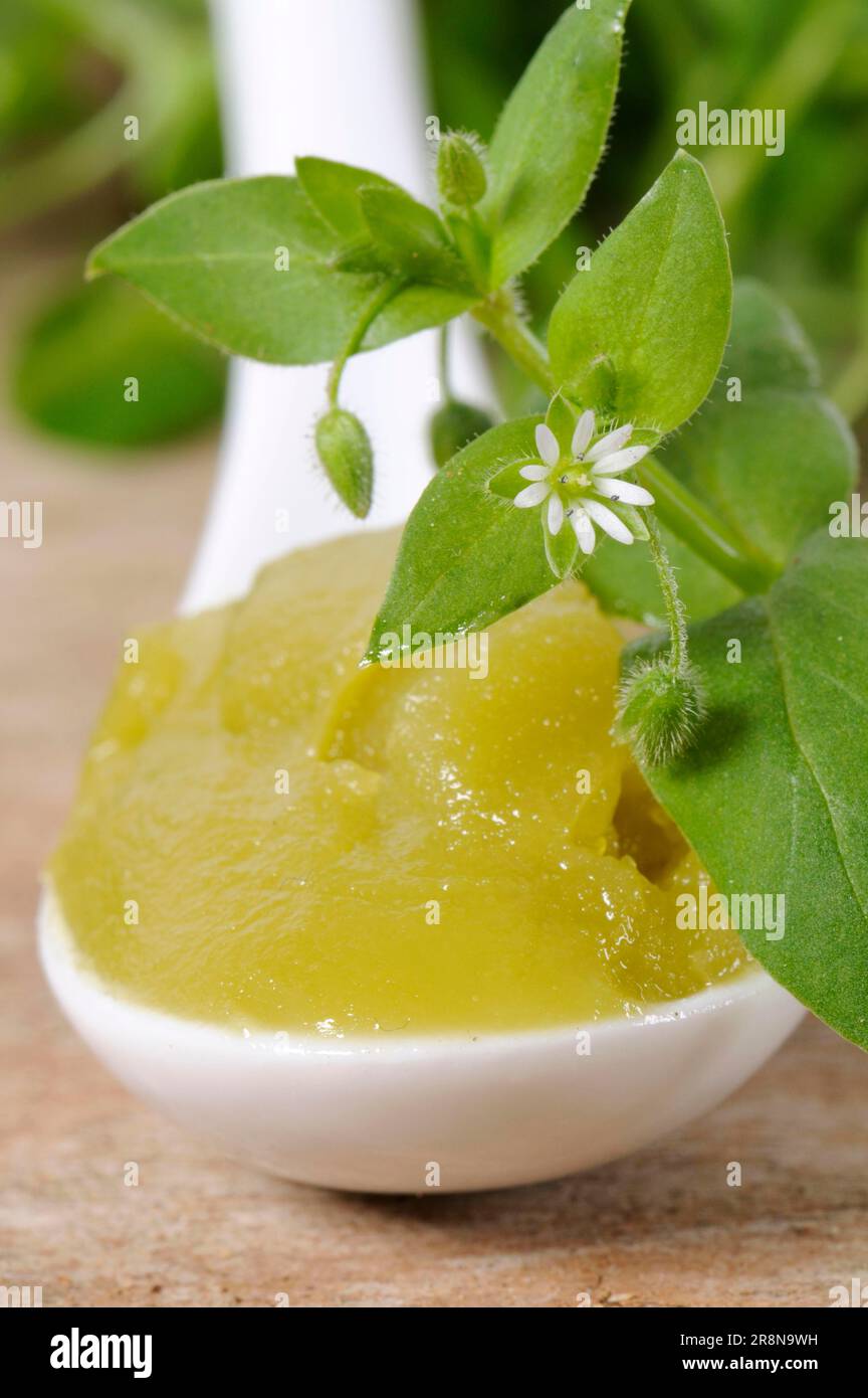 Common Common chickweed (Stellaria media), Common chickweed ointment ...