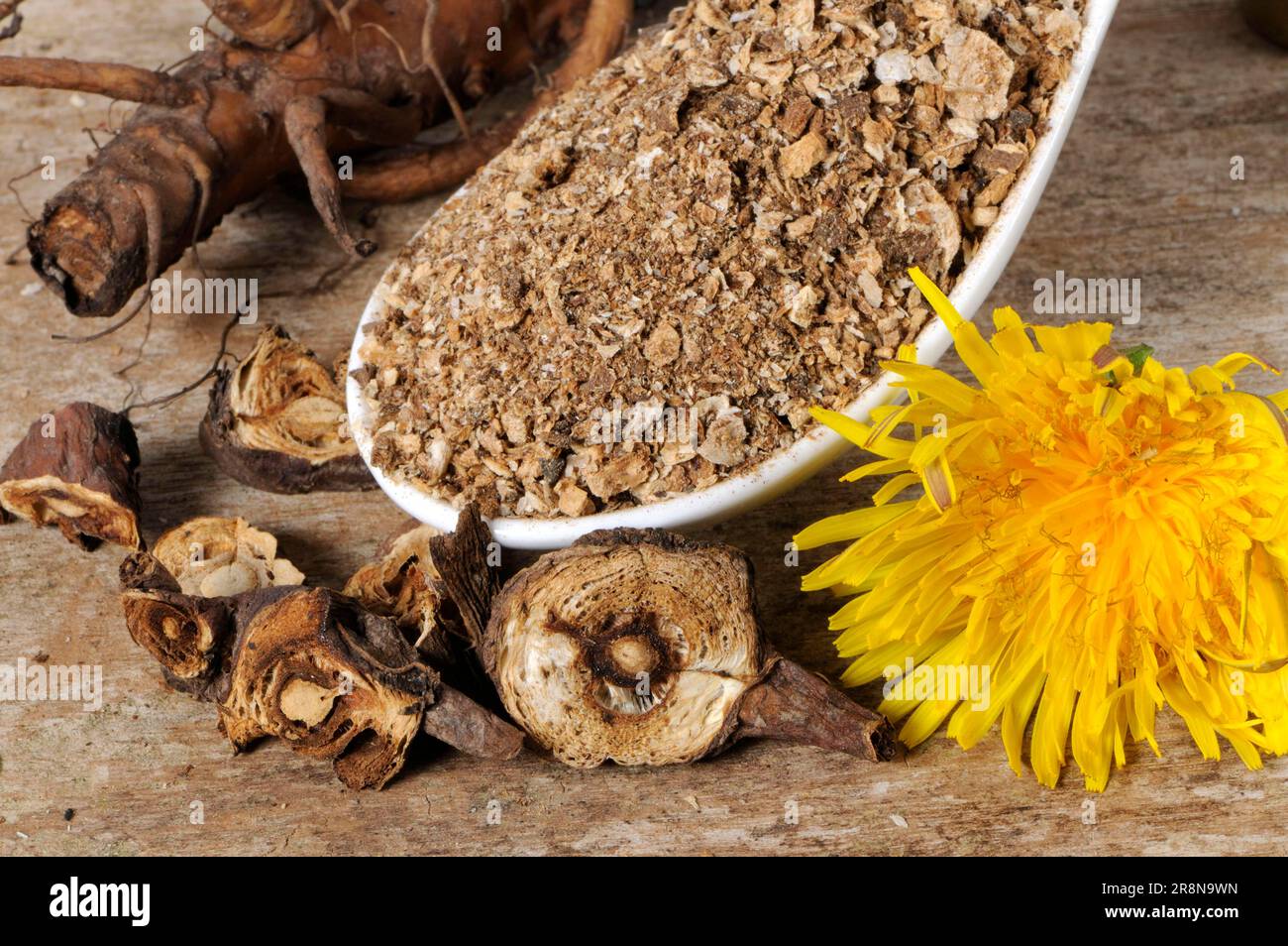 Ground (Dandelion Root) (Taraxacum vulgare) (Taraxacum officinale Stock ...