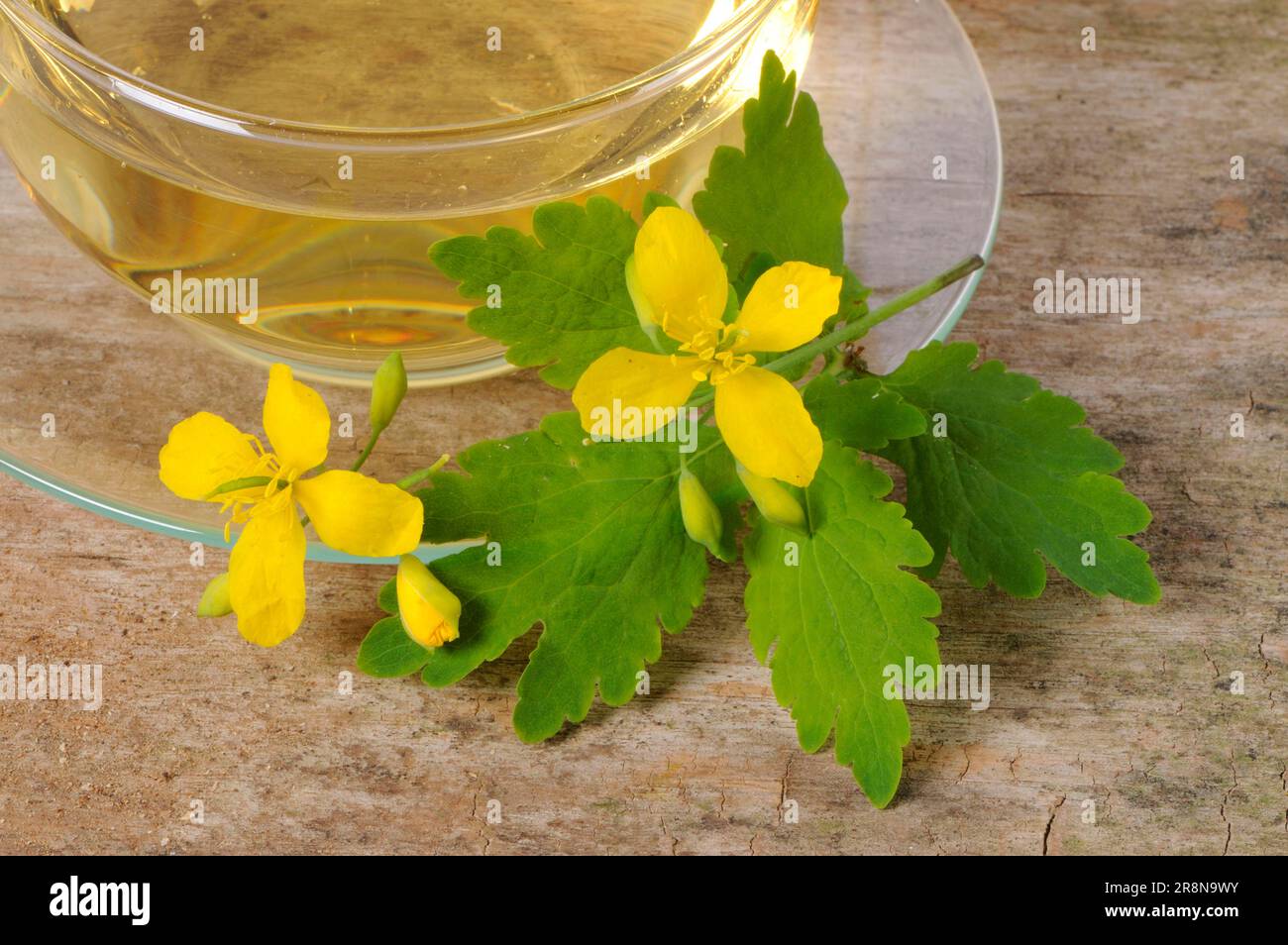 Cup of celandine tea (Chelidonium majus majus), celandine tea Stock ...