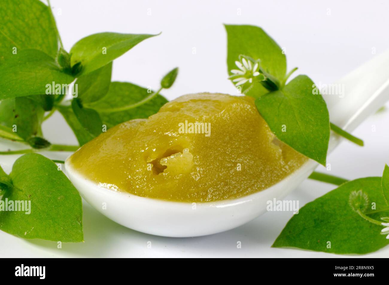 Common Common chickweed (Stellaria media), Common chickweed ointment ...