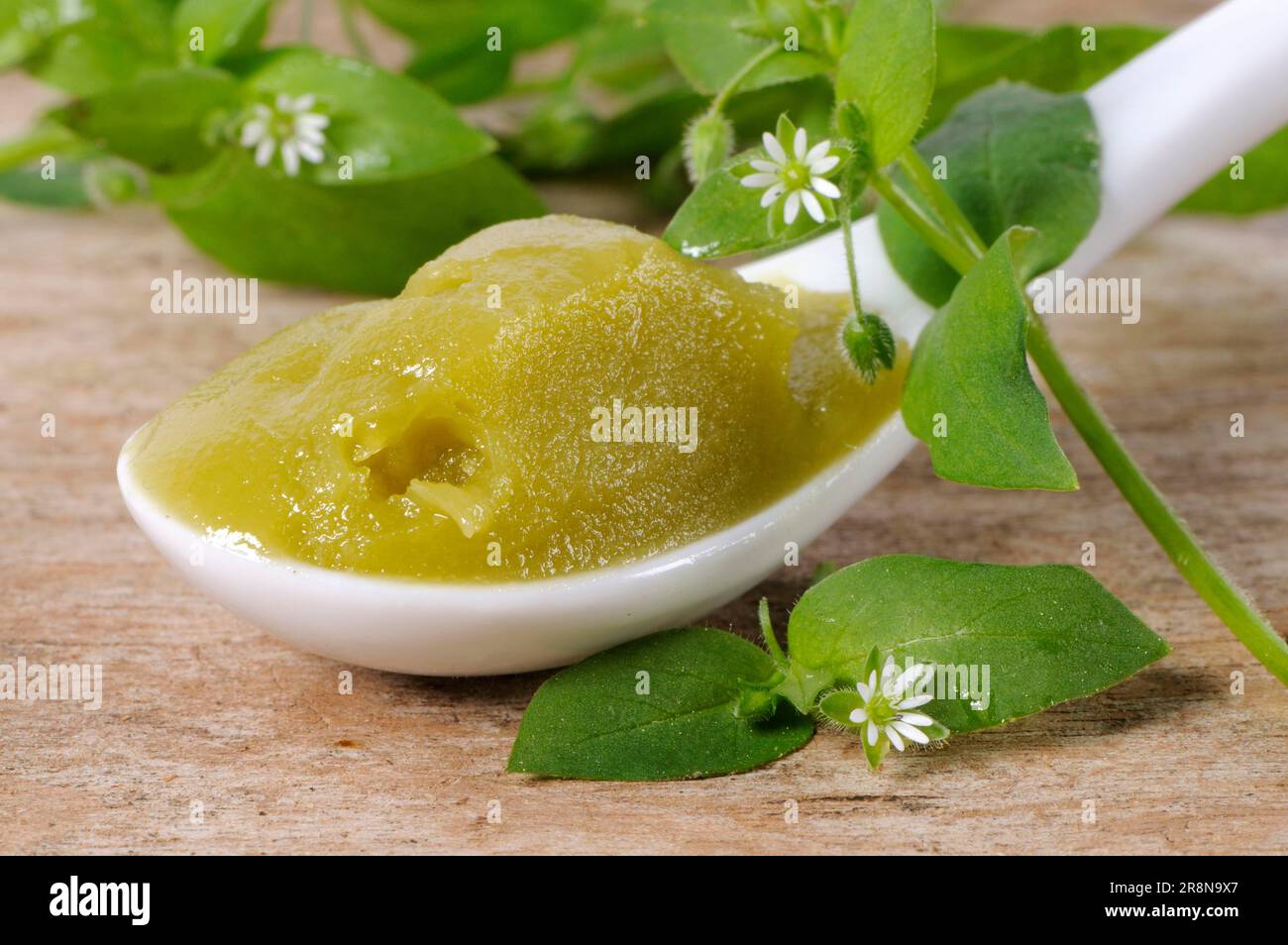 Common Common chickweed (Stellaria media), Common chickweed ointment ...
