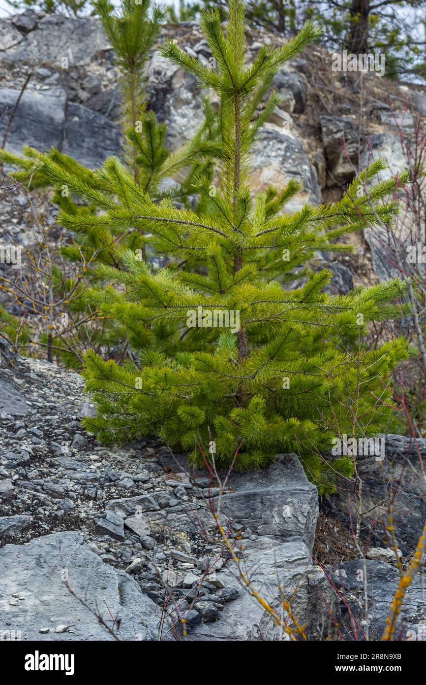Small pine tree. small green spruce grows on a stone against the ...