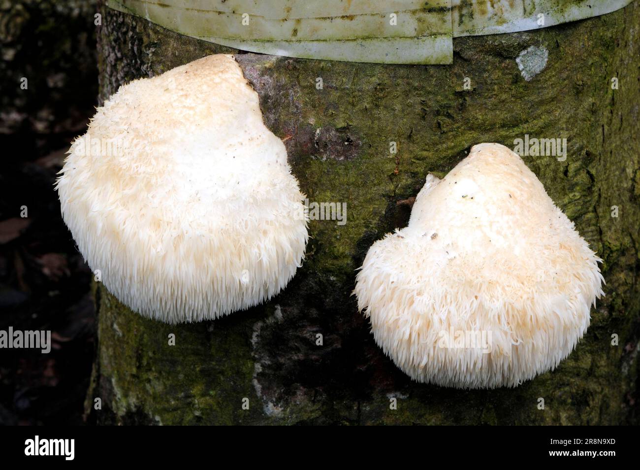 Hedgehog's goatee, monkey head fungus, hedgehog's goatee (Hericium ...