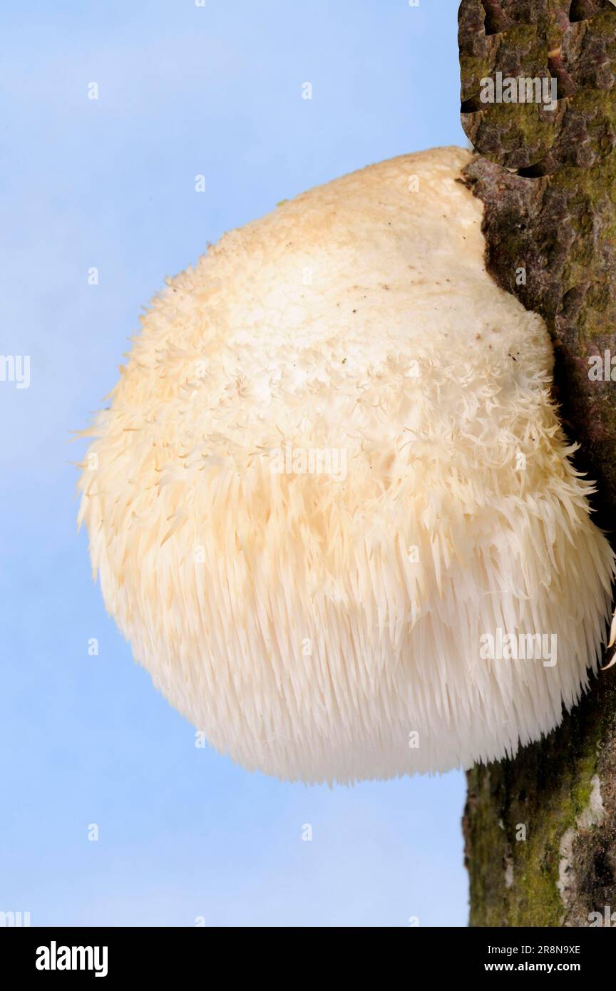 Hedgehog's goatee, monkey head fungus, hedgehog's goatee (Hericium ...