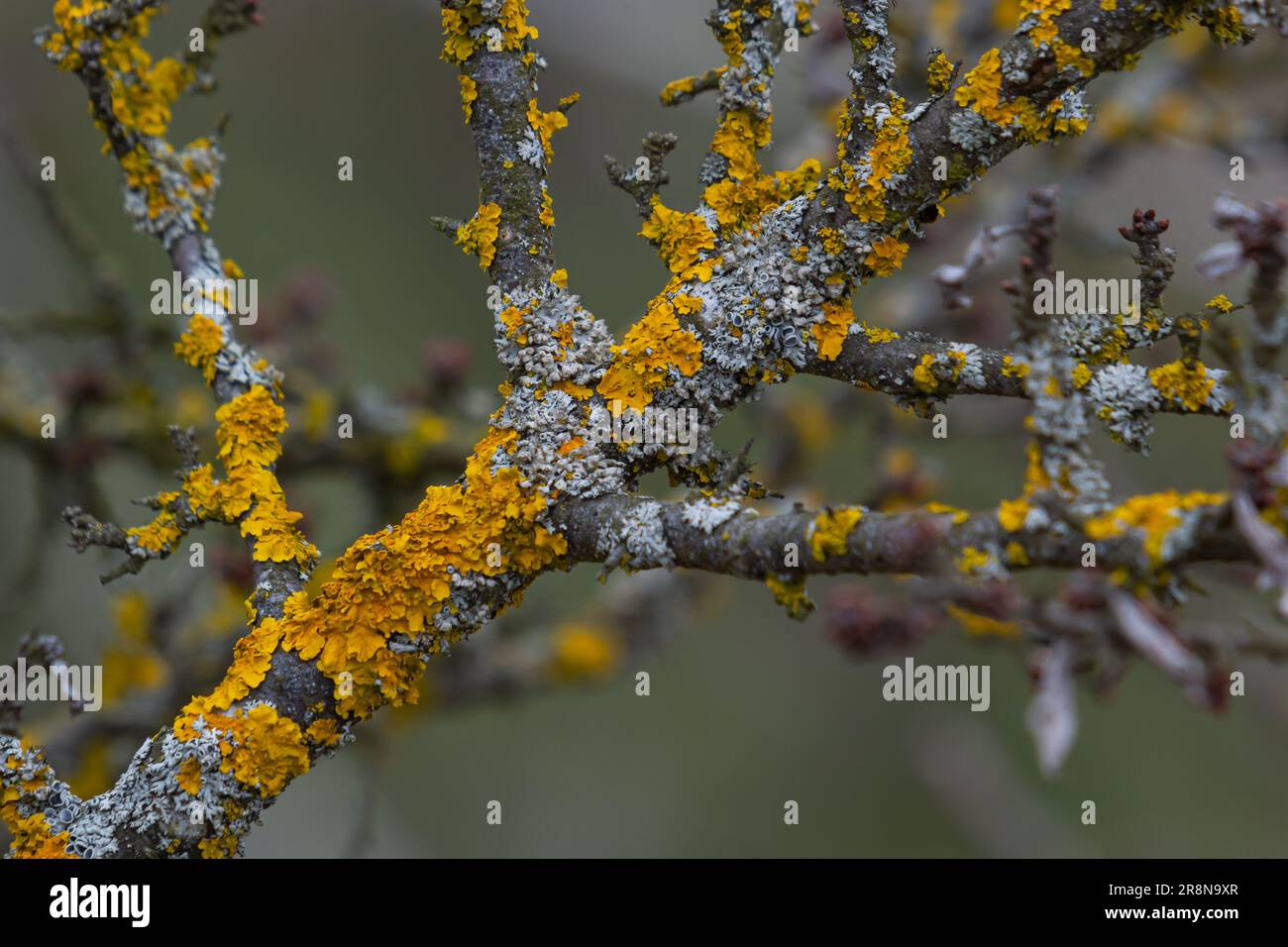 Xanthoria parietina common orange lichen, yellow scale, maritime ...