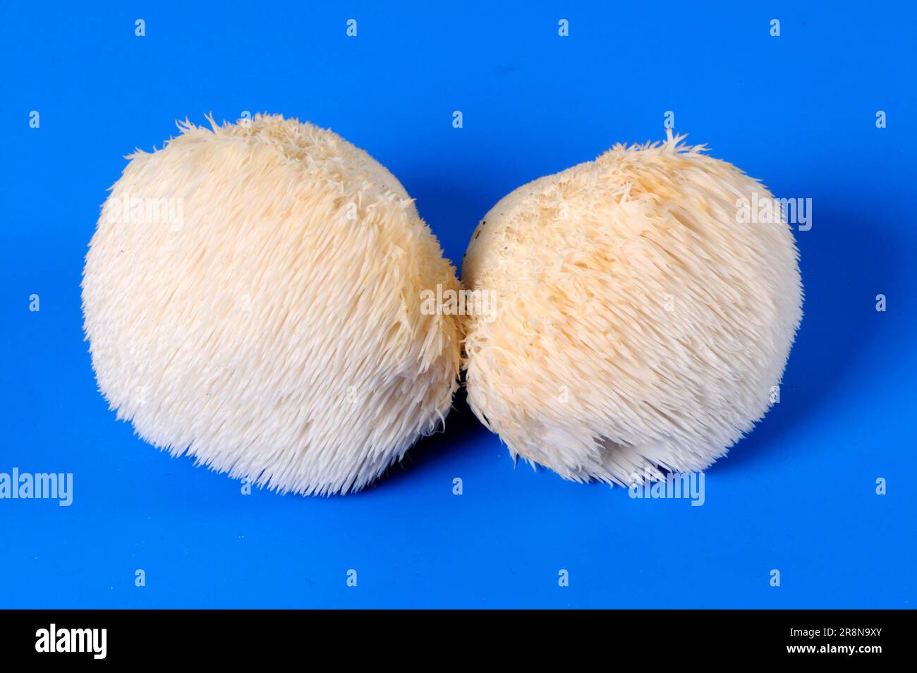 Hedgehog's goatee, monkey head fungus, hedgehog's goatee (Hericium ...