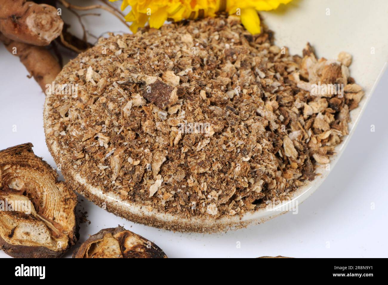 Ground (Dandelion Root) (Taraxacum vulgare) (Taraxacum officinale Stock ...